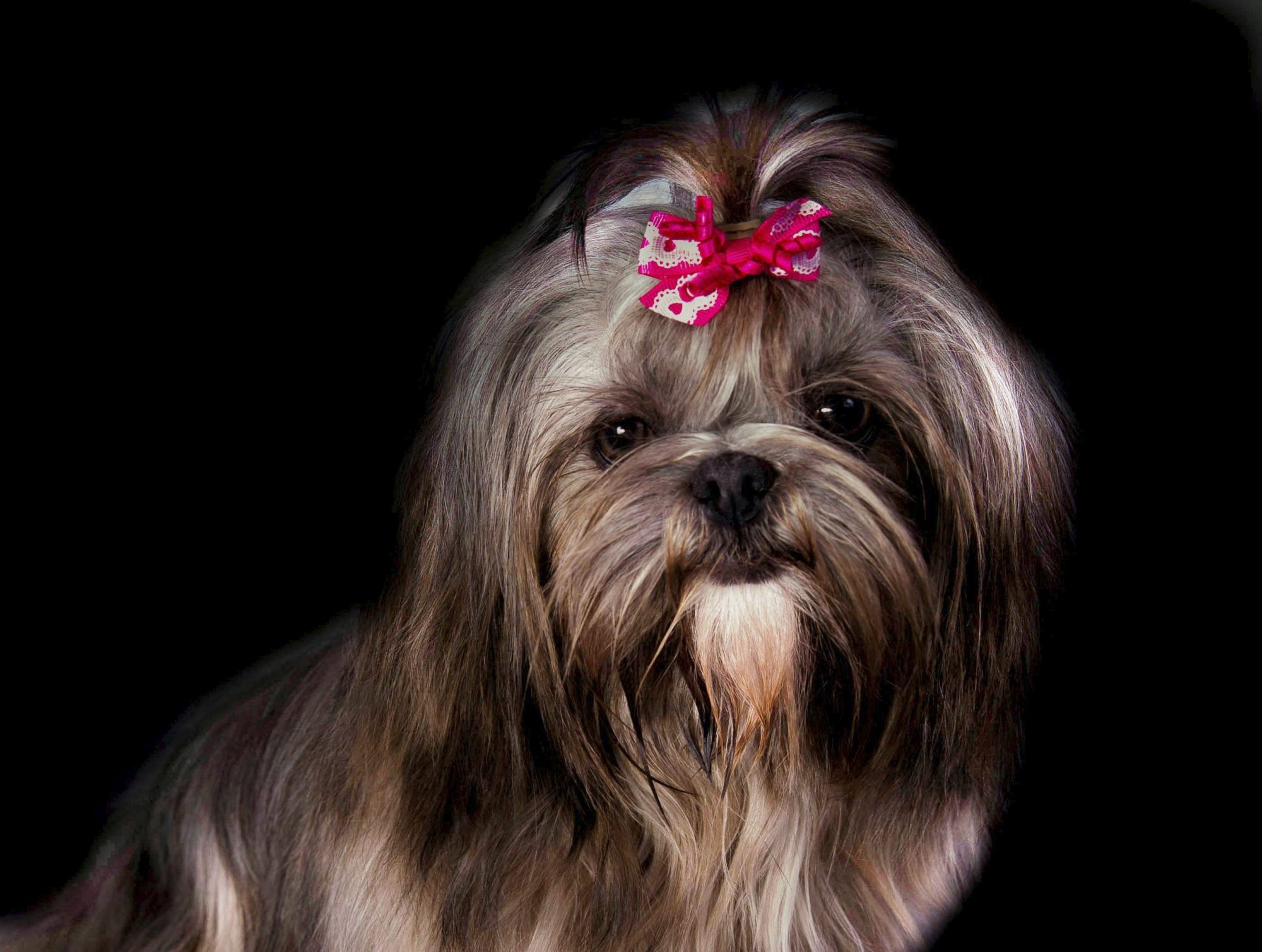 Spay and Neuter Clinic | Benefits of Spaying