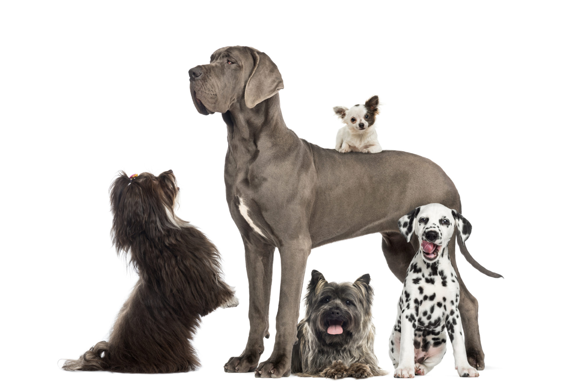 Group Of Dogs East Valley Animal Hospital