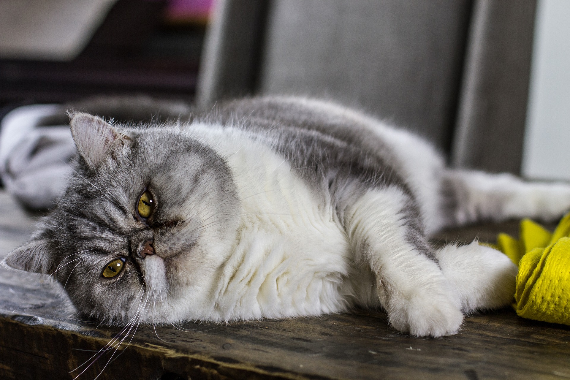 The Risks and Consequences of Pet Obesity