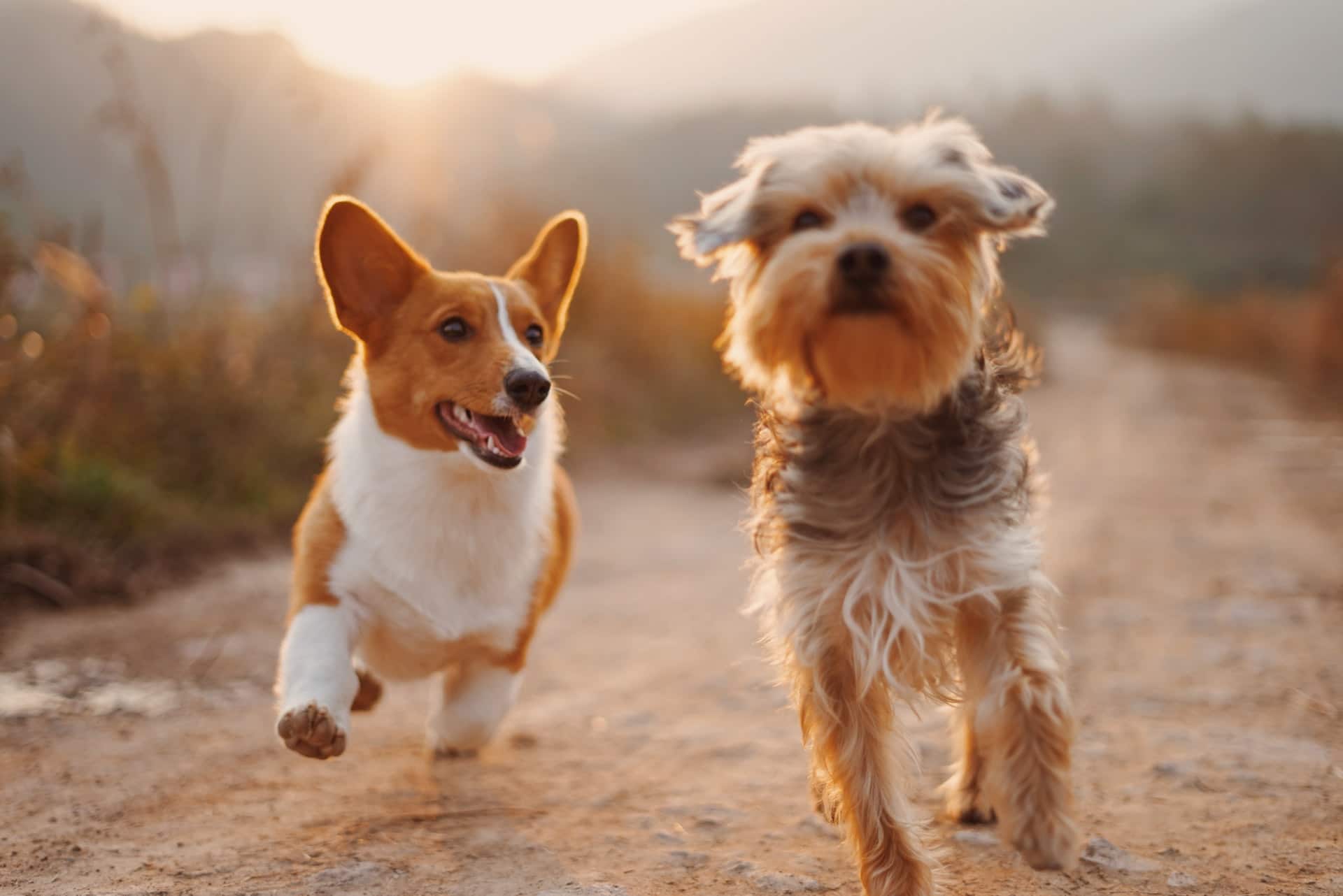Introducing New Dogs to Other Household Pets