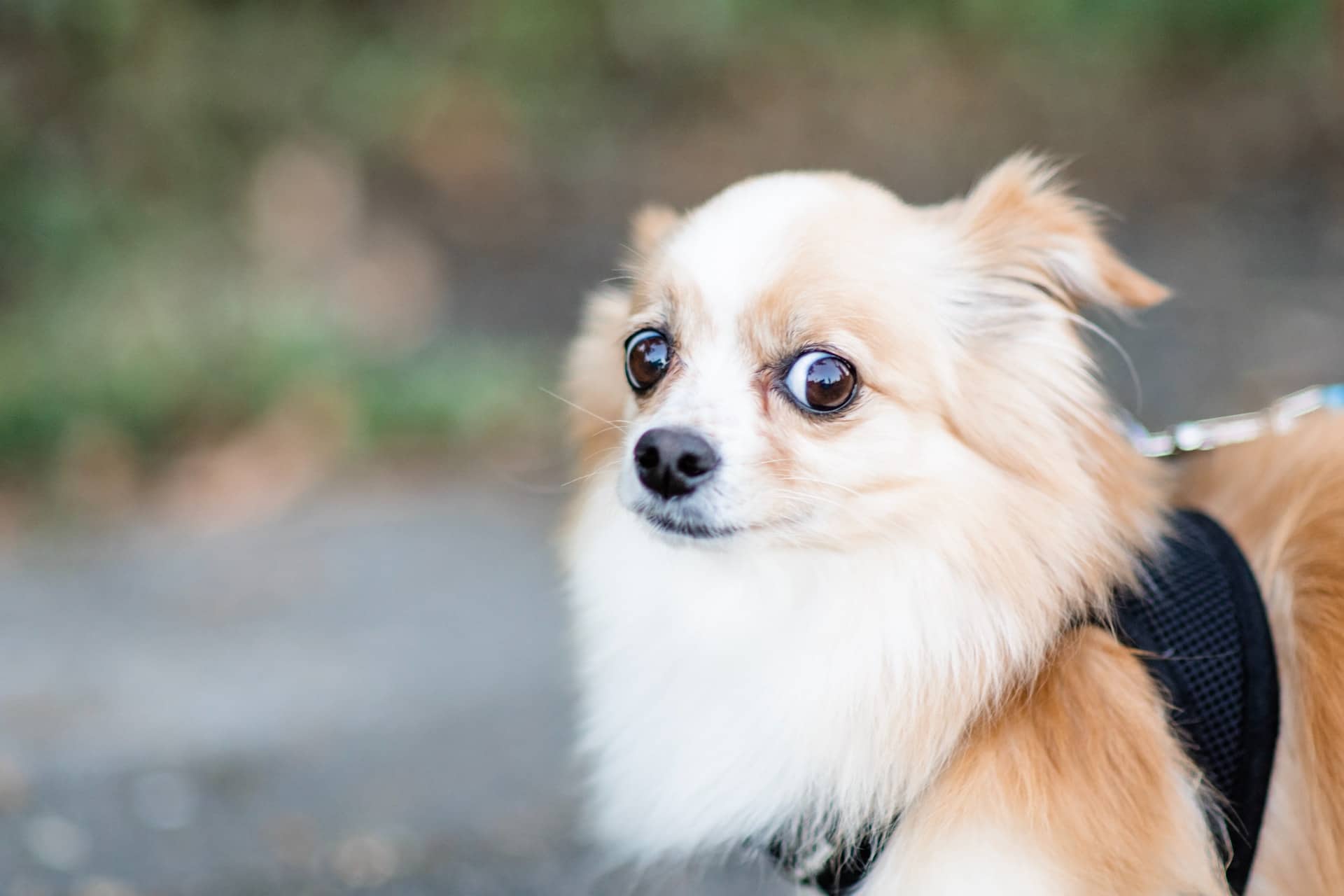 Helping Your Dog With Separation Anxiety