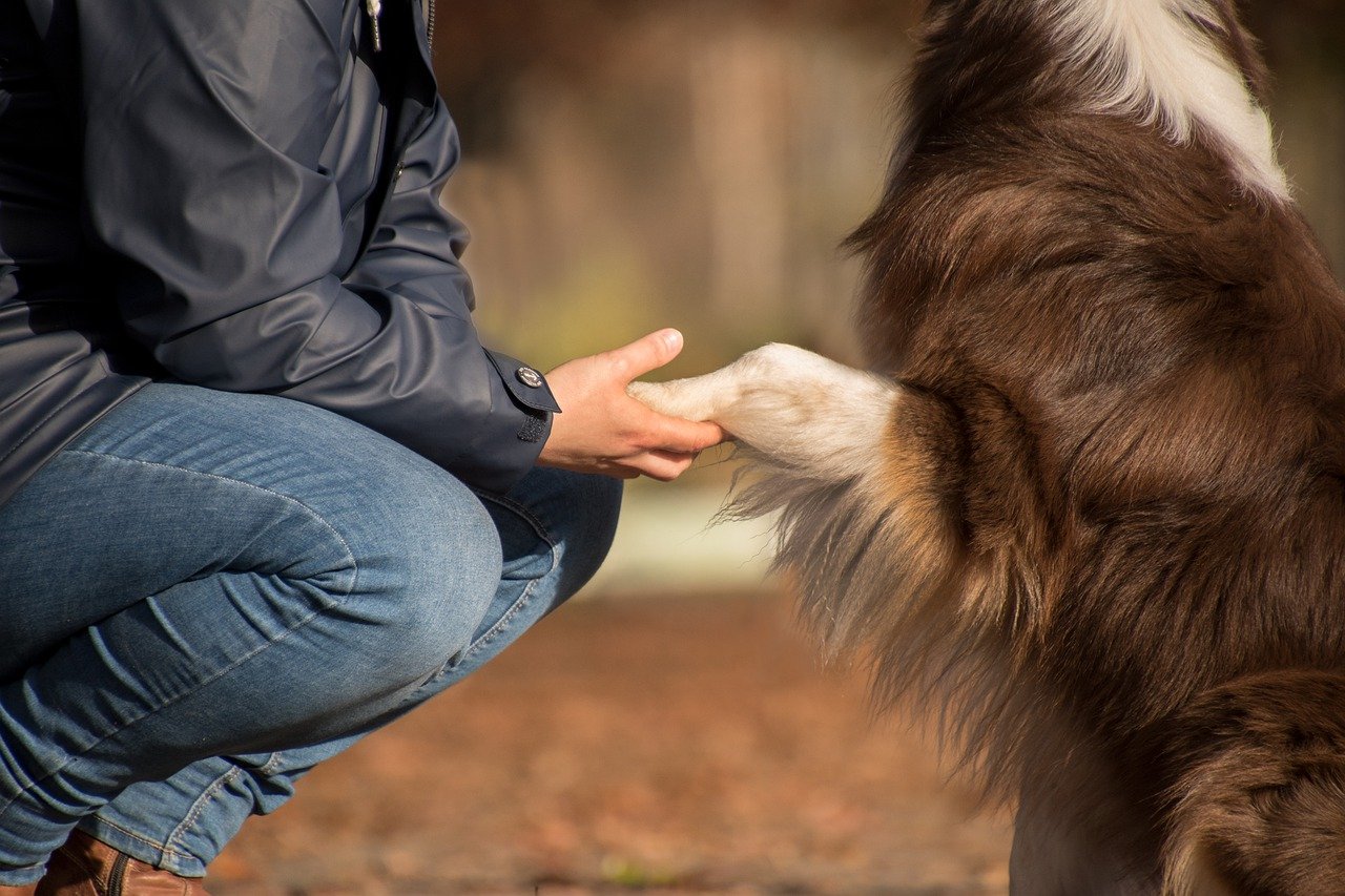 Should I Adopt a Dog?