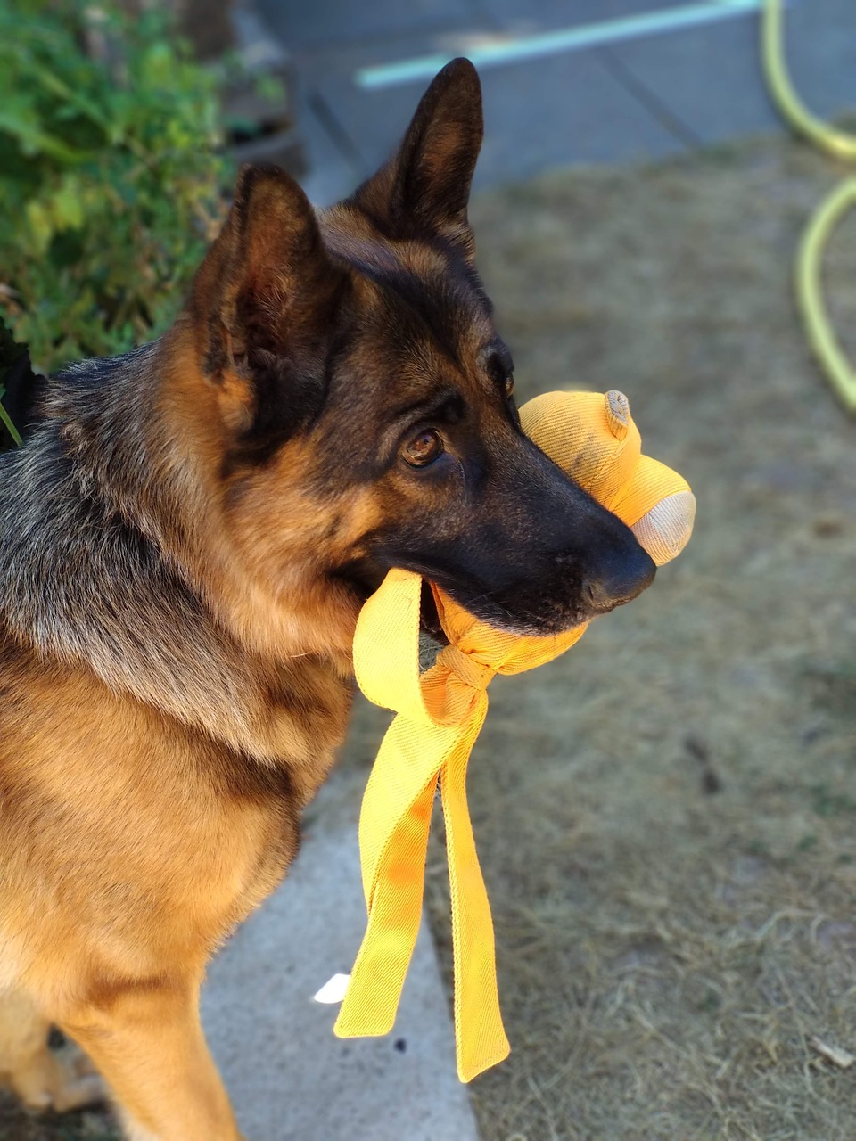Choosing the Best Dental Chews for Dogs