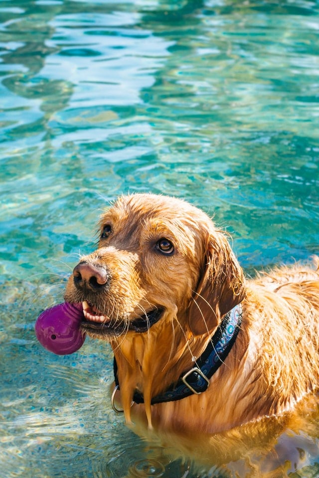 The Benefits of Water Treadmill Therapy for Dogs