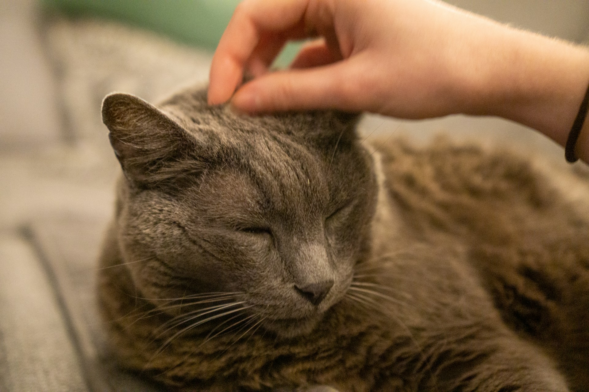 How to Care for an Aging Cat