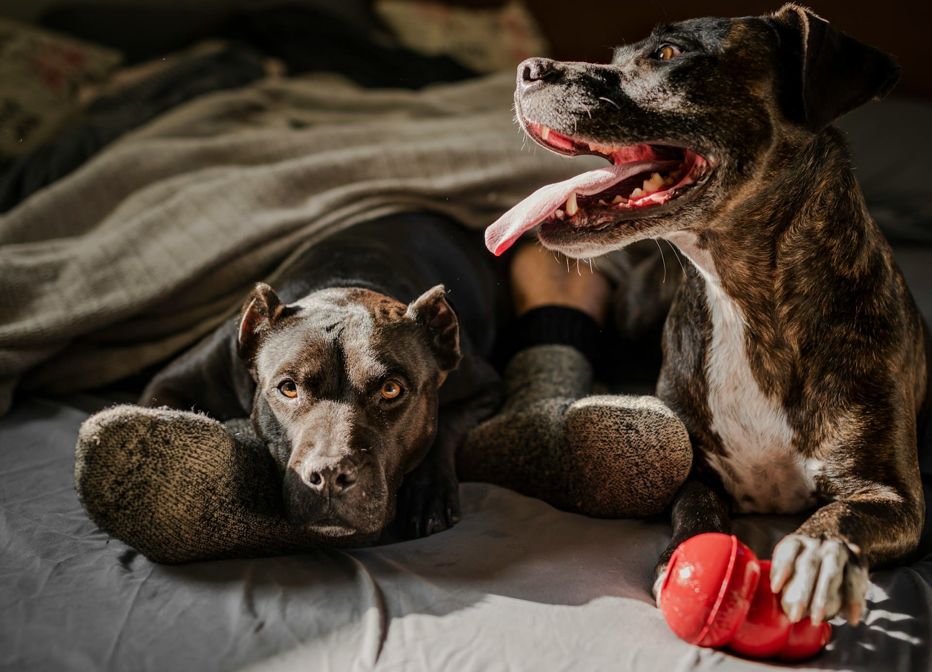 Fun Facts About Dogs