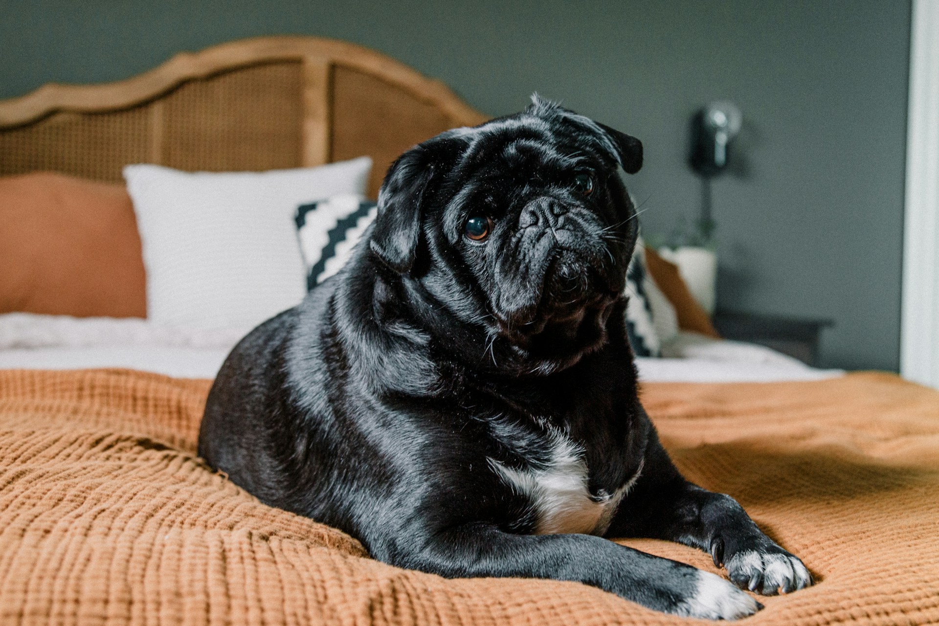 Is Your Dog a Healthy Weight? Here’s How to Tell
